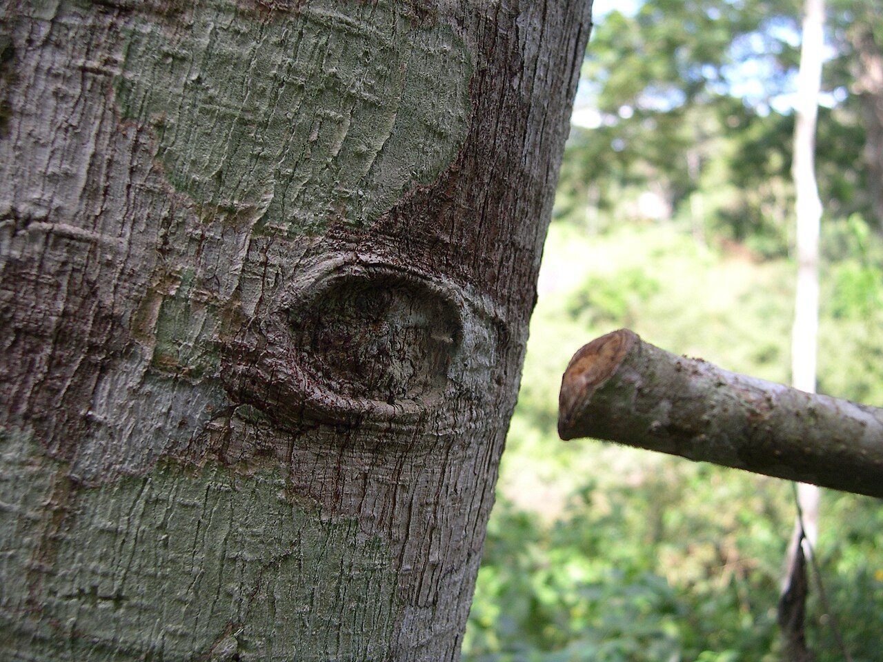 Self-Pruning